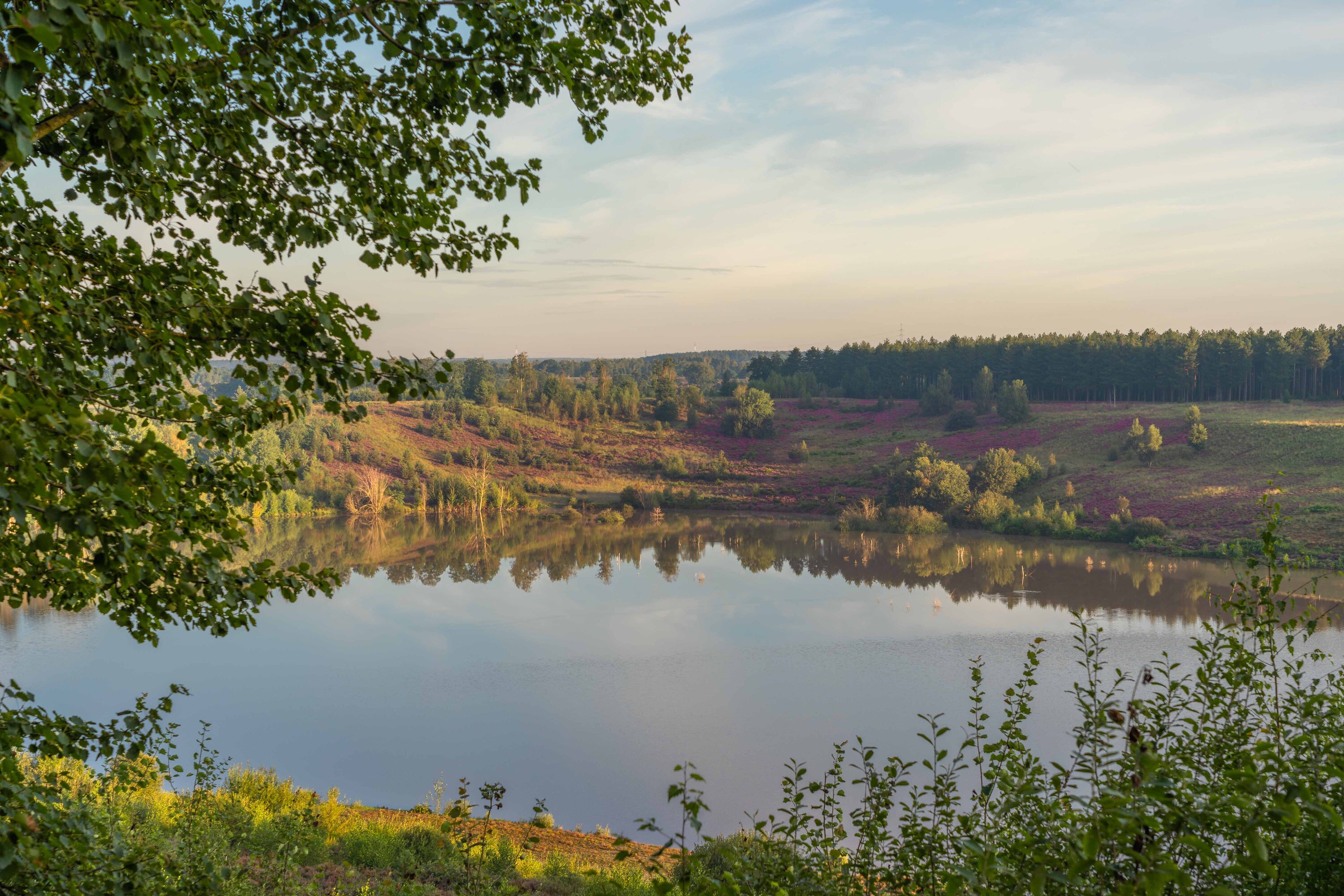 Mechelse Heide - Boucle violette
