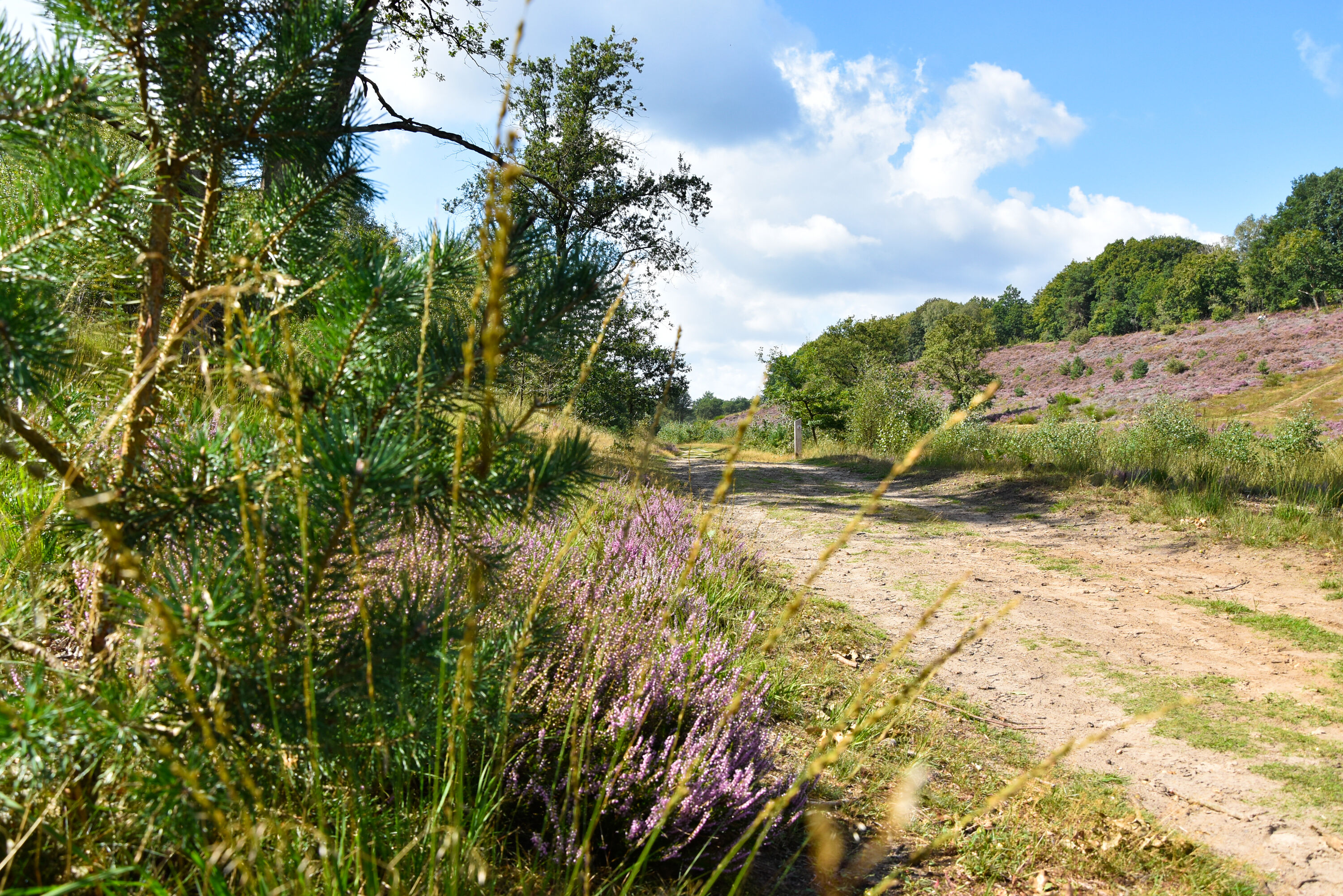 Mechelse Heide - gele lus