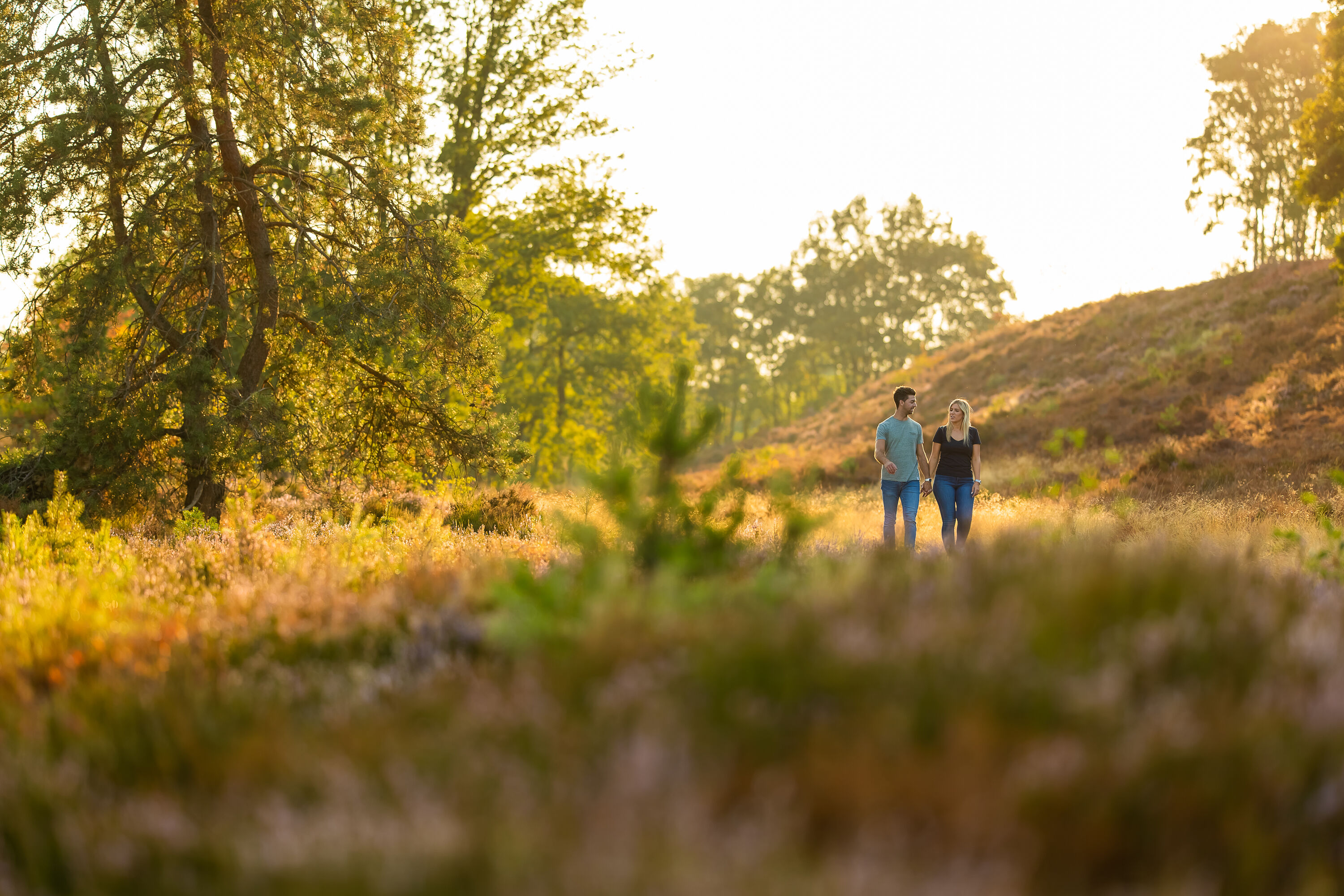 Mechelse Heide - Tussen bos en heide